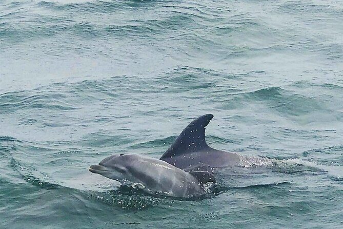 Daily Dolphin Cruise + Sightseeing Tour on Pensacola Beach - Final Thoughts: Is This Tour Right for You?