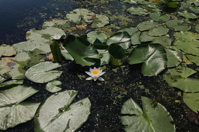 ***Daily Tour in the Danube Delta Departing from Tulcea Port*** - Who is This Tour Best For?