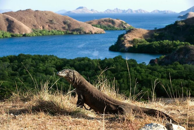 Daily Trip Highlight Komodo Archipelago by Speed Boat - An Overview of the Komodo Archipelago by Speed Boat Tour