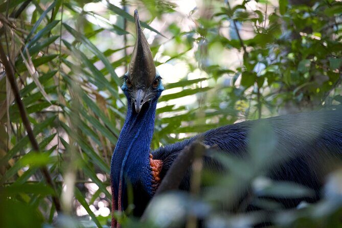 Daintree, Cape Tribulation & River Cruise from Port Douglas - An In-Depth Look at the Tour Experience