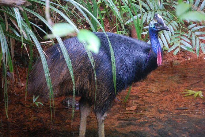 Daintree Discovery Centre Single Pass - FAQ