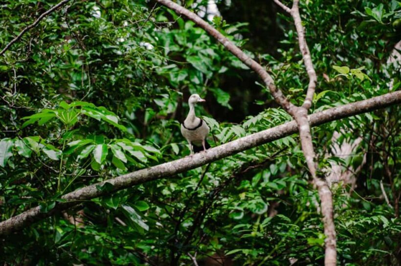Daintree: Guided Daintree River Wildlife Cruise - The Details of the Daintree River Wildlife Cruise