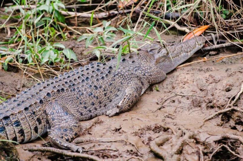 Daintree: Guided Daintree River Wildlife Cruise - What’s Unique About This Tour?