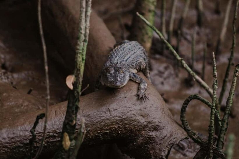 Daintree: Guided Daintree River Wildlife Cruise - Who Should Skip This Tour?