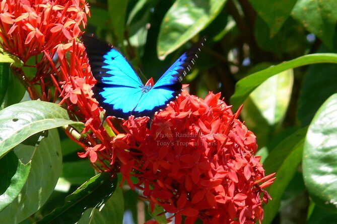 Daintree Rainforest, Mossman Gorge Small-Group from Port Douglas - Exploring the Full Day Itinerary