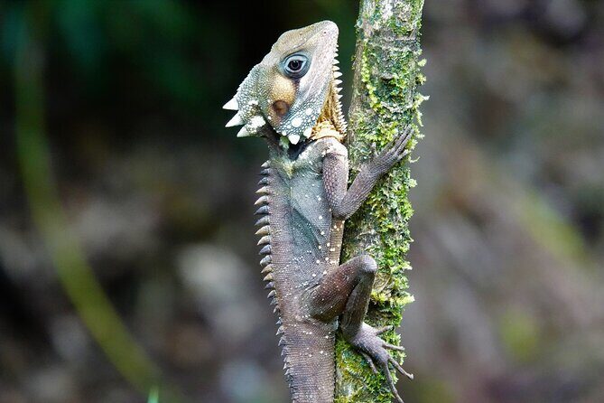 Daintree Rainforest, Mossman Gorge Small-Group from Port Douglas - Concluding Thoughts: Who Is This Tour Best For?