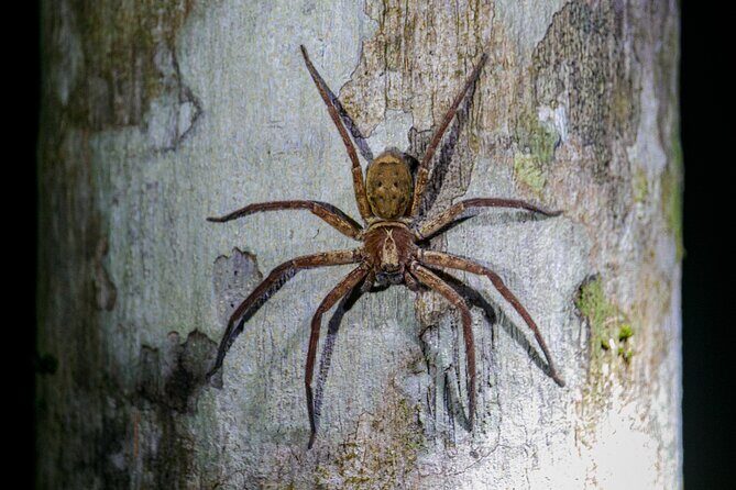 Daintree Rainforest Night Walk in Cape Tribulation - What’s the Tour All About?