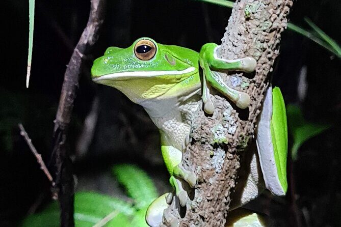 Daintree Rainforest Night Walk in Cape Tribulation - Price and Value for Money