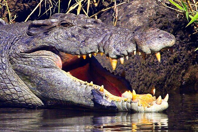 Daintree River Cruise - FAQ