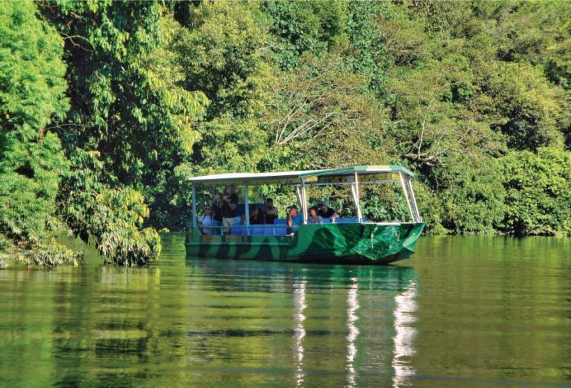 Daintree: River Rainforest Crocodile & Wildlife Cruise (DV) - The Experience in Context: Why It Matters