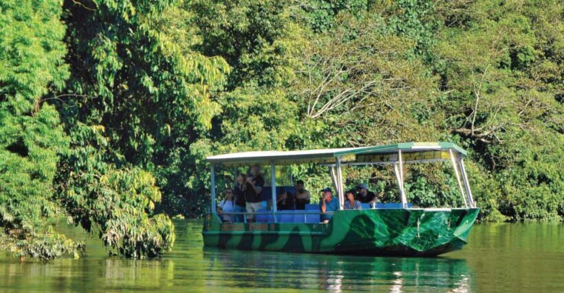 Daintree River Rainforest: Crocodile & Wildlife Cruises (DG) - An Authentic Daintree Experience