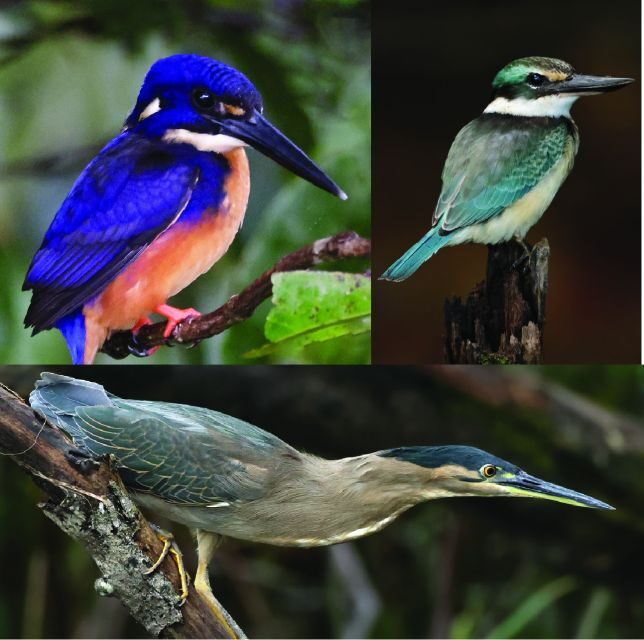 Daintree River Rainforest: Crocodile & Wildlife Cruises (DG) - The Itinerary: What to Expect on Your Cruise