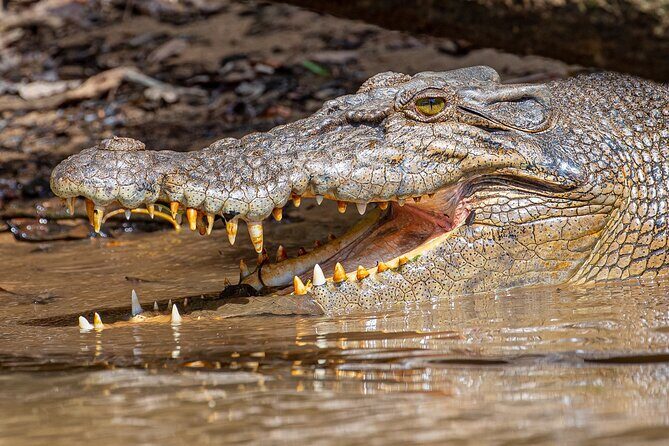 Daintree River 'Sunset' Cruise with the Daintree Boatman - What’s Included and How It Works