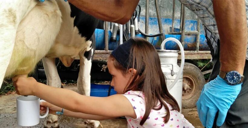Dairy farm Visit and Cow Milking Experience in Azores - The Practical Details