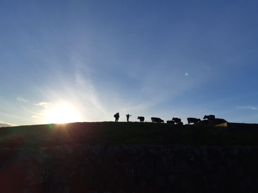 Dairy farm Visit and Cow Milking Experience in Azores - Practical Tips for Participants