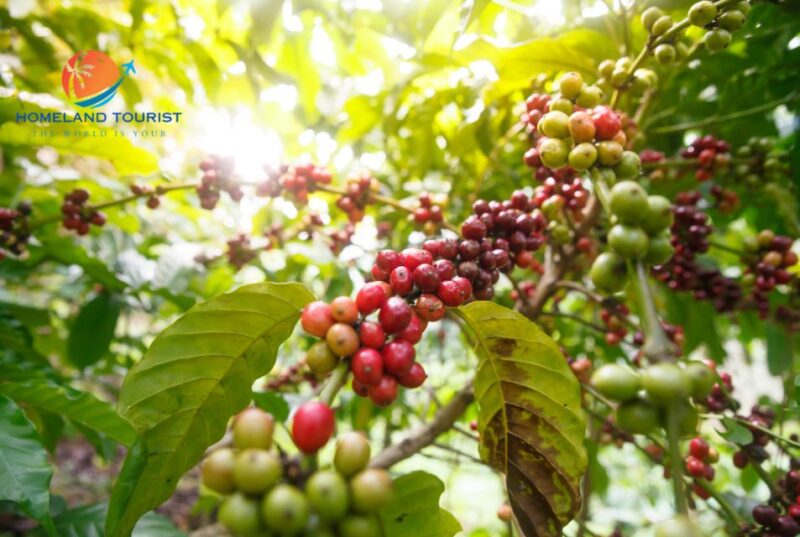 Dalat Amazing Tour - The Practicalities: What You Get and What You Don’t