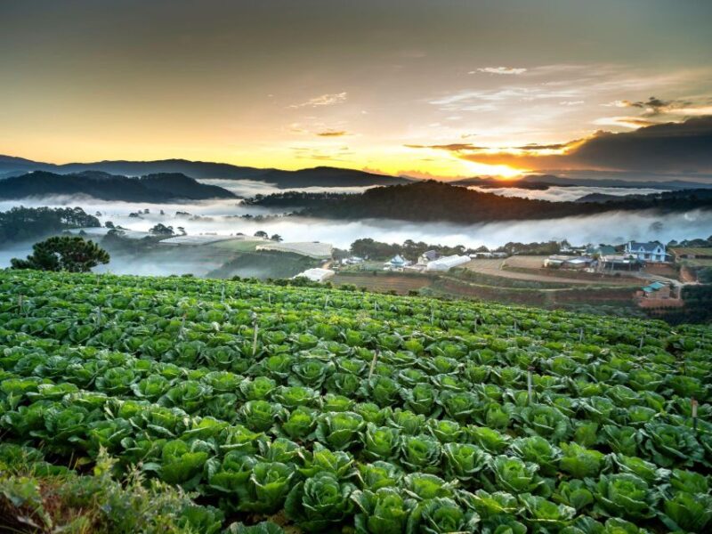 Dalat: Best of the Countryside Tour in a Private Car - References