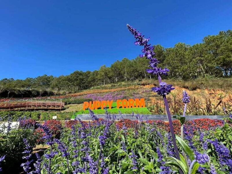 DaLat: Check In at the Most Famous Tourist Attractions - FAQs