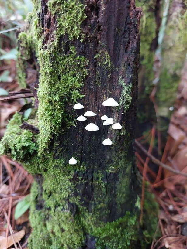 Dalat City Sightseeing Sunrise Cloud Hunting Tour With Cafe - FAQ