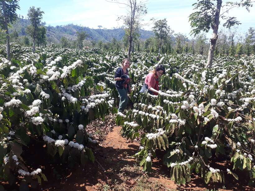 Dalat Countryside Motorbike Day TourCoffee Farms & Pagodas - An In-Depth Look at the Dalat Countryside Motorbike Tour