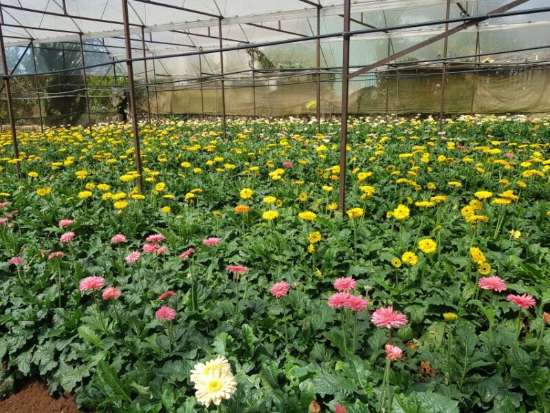 Dalat: Countryside Tour with Silk Village & Elephant Falls - Who Is This Tour Best For?