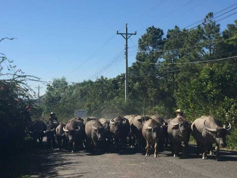 Dalat: Elephant and Pongour Waterfalls - Countryside Tour - Who Will Love This Tour?
