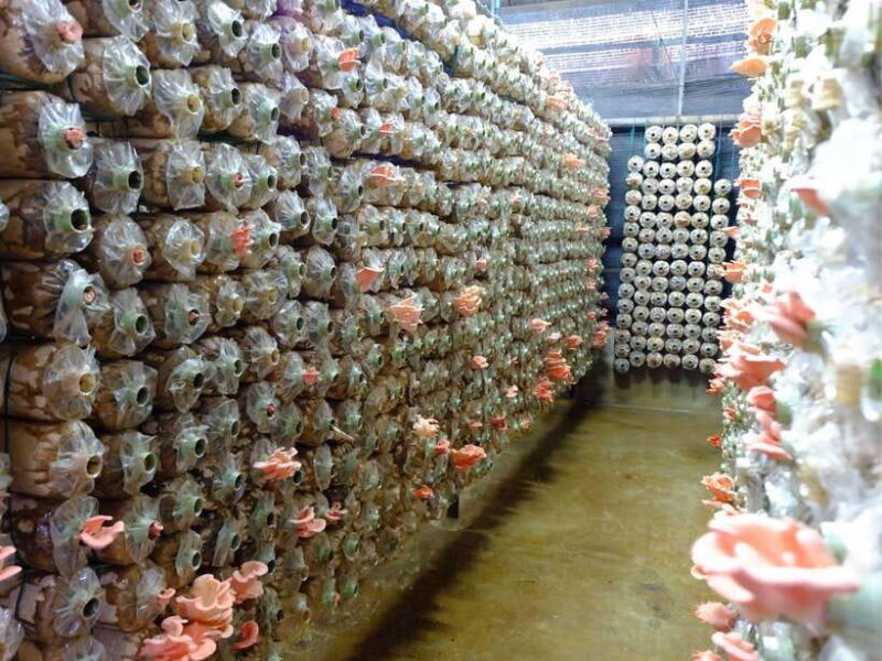 Dalat to Cat Tien National Park & Ho Chi Minh (2 or 3 Days) - Value and Practicalities