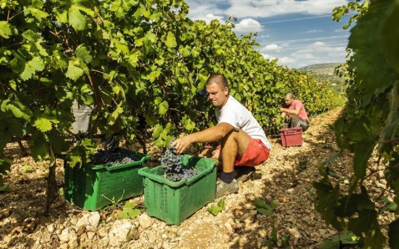 Dalmatian Delights: Food & Wine Tour from Split or Trogir - The Good, the Bad, and the Practical