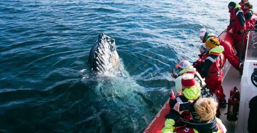 Dalvík: Whale Watching Speedboat Tour - What You Can Expect from the Dalvík Whale Watching Speedboat Tour