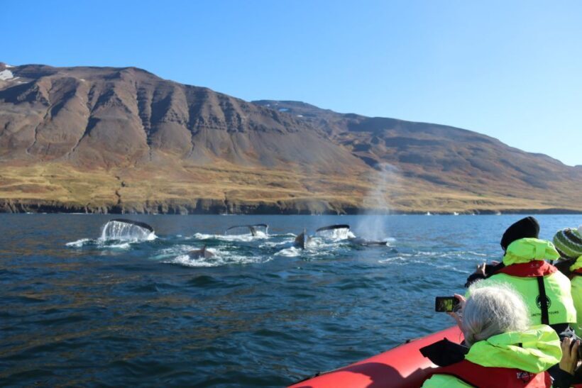 Dalvík: Whale Watching Speedboat Tour - Final Thoughts