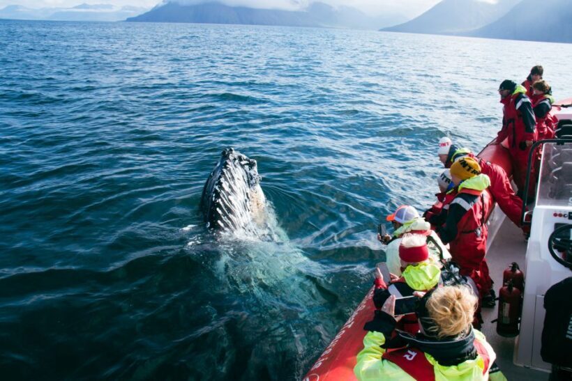 Dalvík: Whale Watching Speedboat Tour - FAQ
