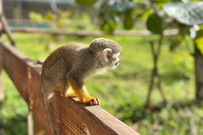 Damajagua Waterfalls and Monkey Private Van Tour - The Value and Overall Experience