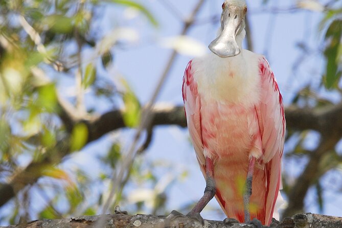 Damas Island Mangrove Boat Tour From Manuel Antonio - Guided Tour With Local Wildlife Information and Regional History