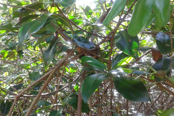 Damas Island Mangrove Boat Tour From Manuel Antonio - Tour Inclusions and Amenities