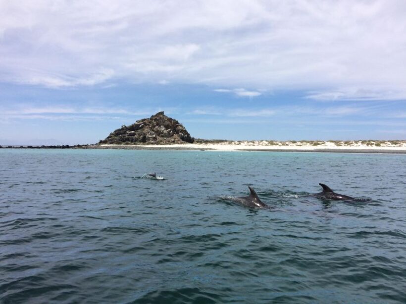 Damas or Chañaral islands: Whales & Humboldt Penguin Reserve - The Value of This Tour