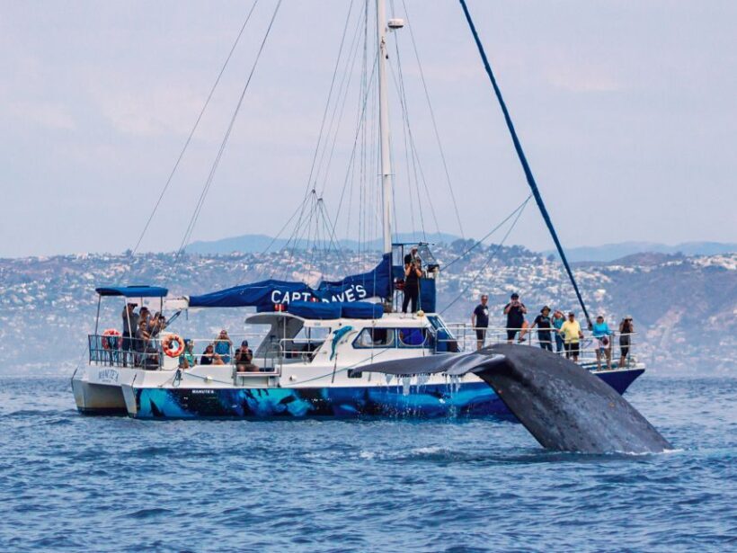 Dana Point Dolphin & Whale Watching With Underwater Viewing - Key Points