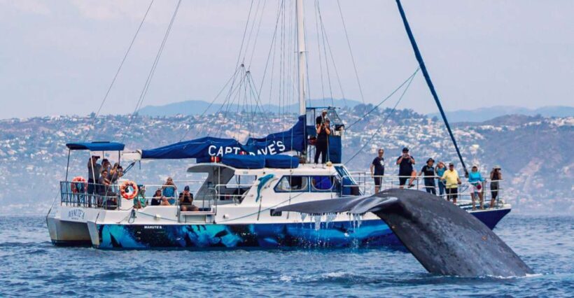 Dana Point Dolphin & Whale Watching With Underwater Viewing - An In-Depth Look at the Dana Point Whale & Dolphin Tour