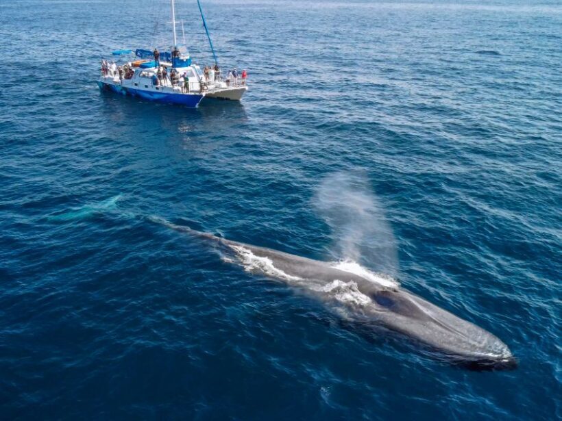 Dana Point Dolphin & Whale Watching With Underwater Viewing - Final Thoughts: Is It Worth It?