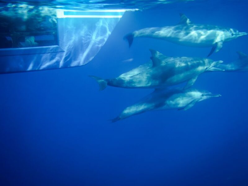 Dana Point Dolphin & Whale Watching With Underwater Viewing - Who Will Love This Tour?