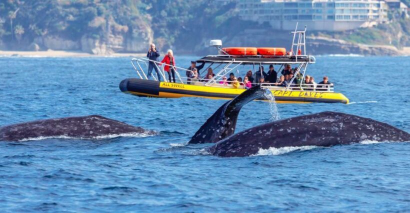 Dana Point Fast & Fun Zodiac-Style Dolphin & Whale Watching - An Overview of the Zodiac Adventure