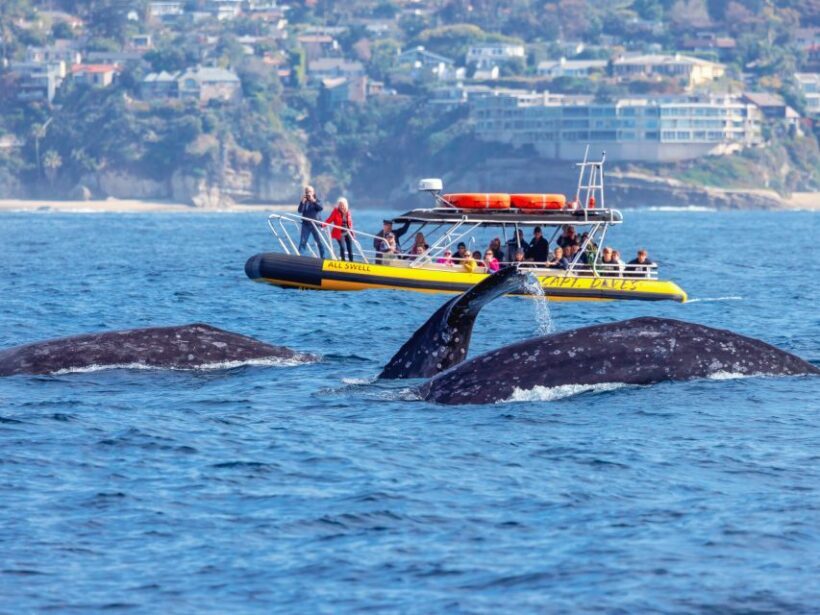Dana Point Fast & Fun Zodiac-Style Dolphin & Whale Watching - What Will You Experience?