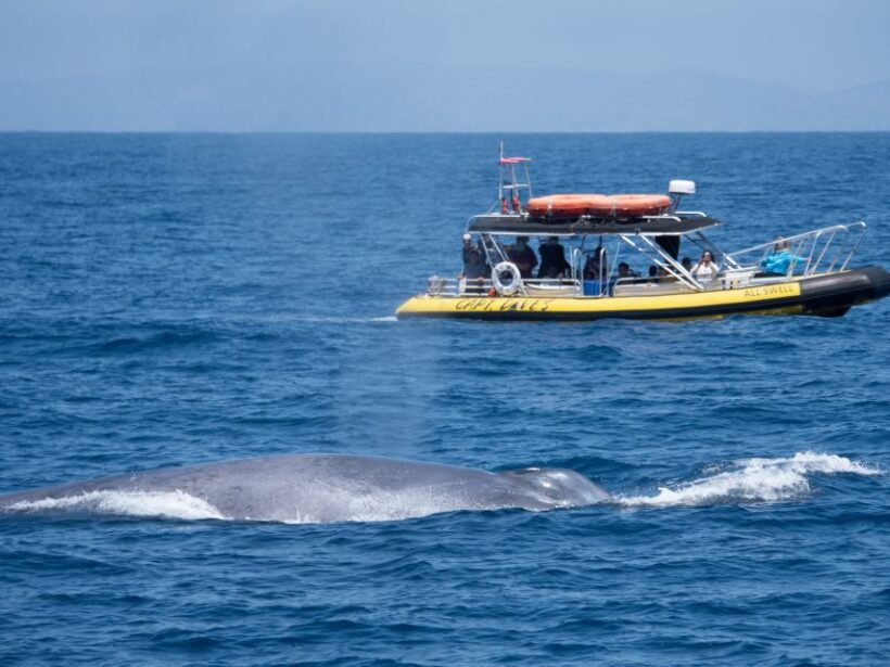 Dana Point Fast & Fun Zodiac-Style Dolphin & Whale Watching - Practical Details and Tips