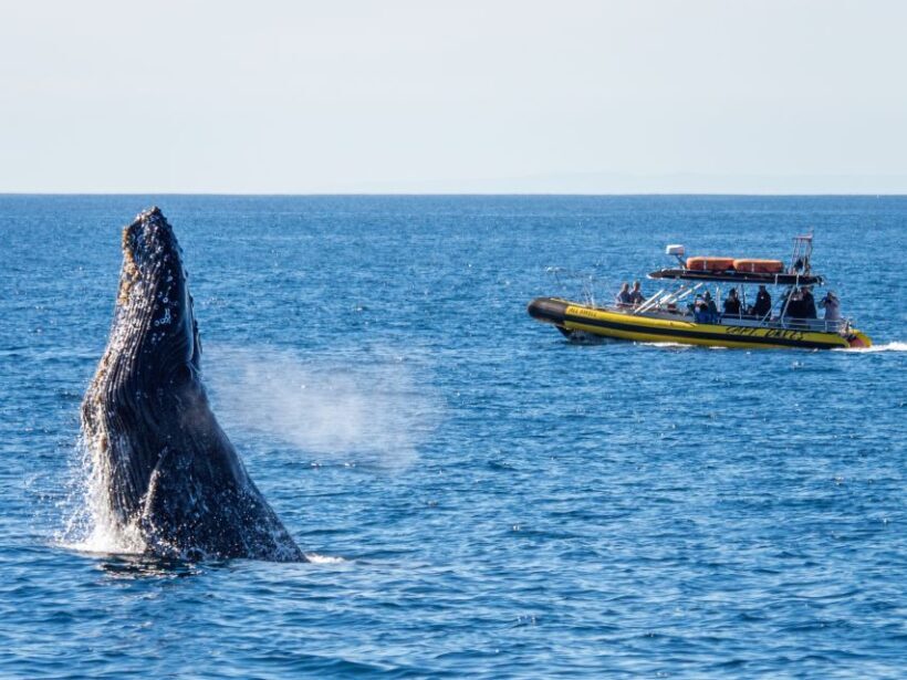 Dana Point Fast & Fun Zodiac-Style Dolphin & Whale Watching - Why This Tour Works for Travelers