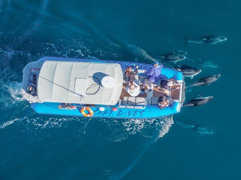 Dana Point Fast & Fun Zodiac-Style Dolphin & Whale Watching - Final Thoughts