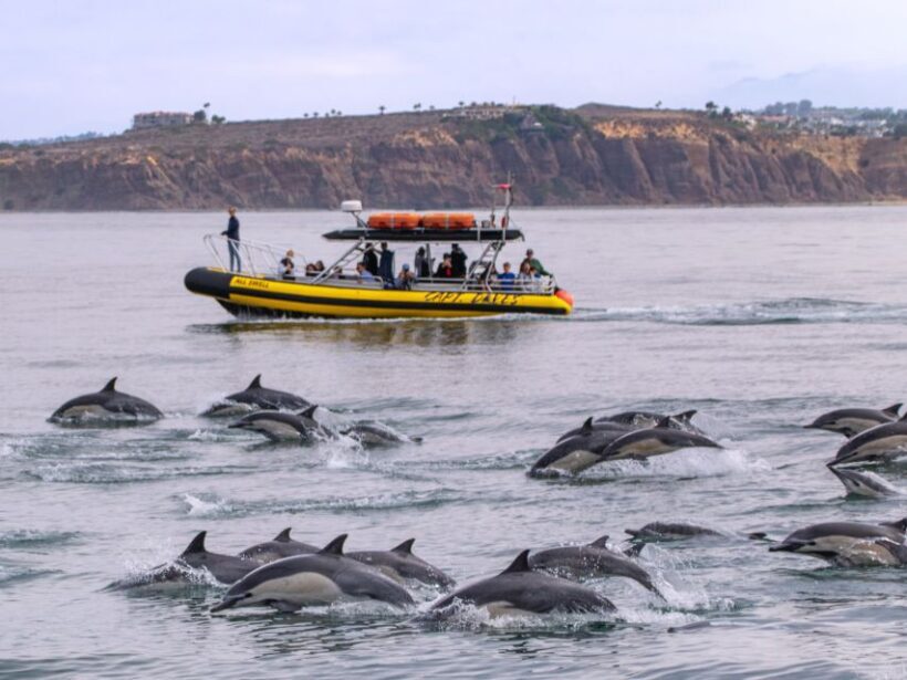 Dana Point Fast & Fun Zodiac-Style Dolphin & Whale Watching - FAQs