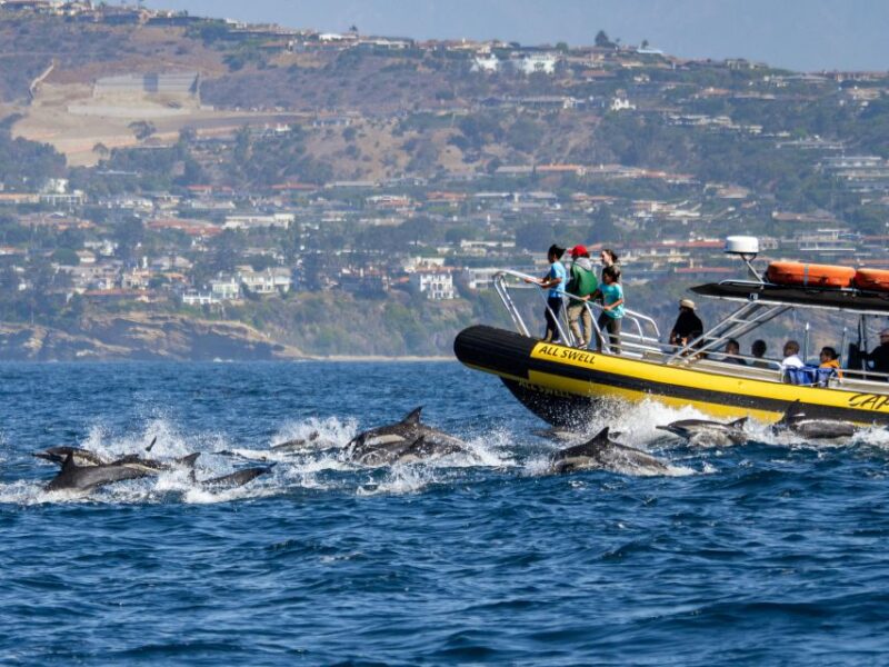 Dana Point Fast & Fun Zodiac-Style Dolphin & Whale Watching - Key Points