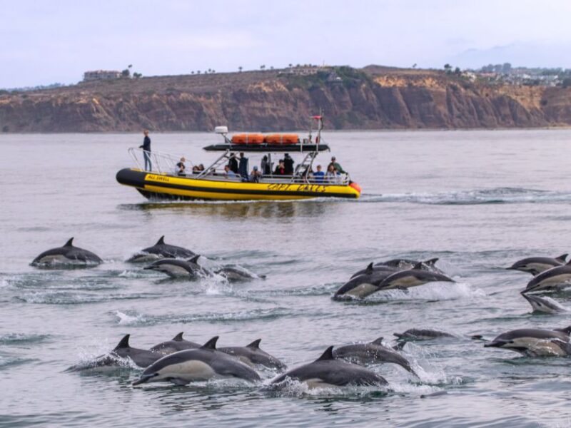 Dana Point Fast & Fun Zodiac-Style Dolphin & Whale Watching - Meeting Details and Practical Tips