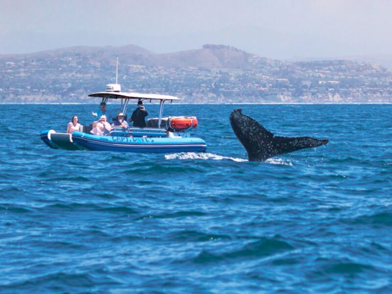 Dana Point Fast & Fun Zodiac-Style Dolphin & Whale Watching - FAQs