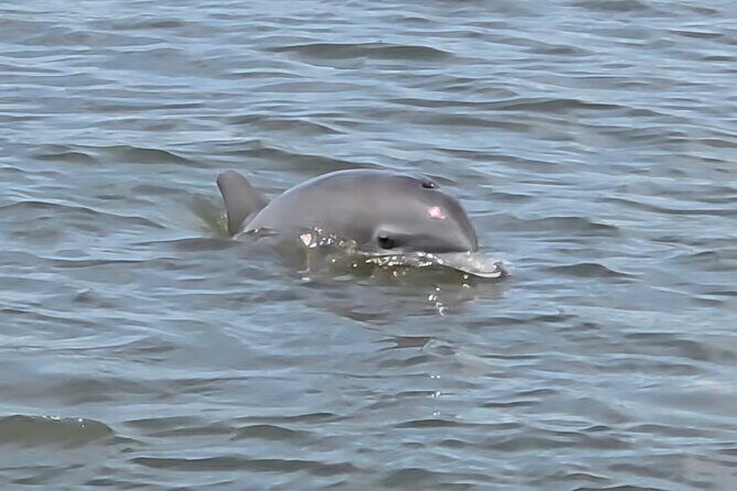 Dancin' Dolphin: 90-minute Booze Cruise for Up to 20 Guests - The Experience: What to Expect on the Dancin’ Dolphin Booze Cruise