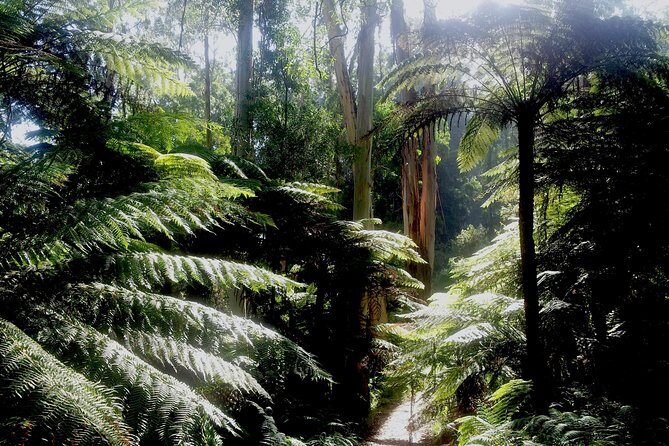 Dandenong Ranges Private Day Tour - Kallista: A Charming Village for Lunch
